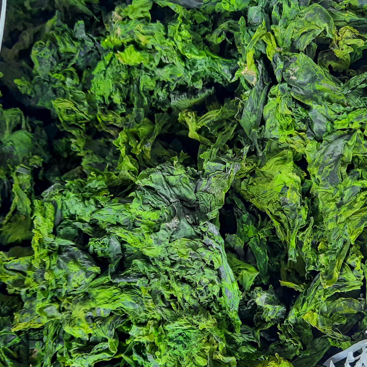 Indonesia Seaweed | Leading Seaweed Supplier from Indonesia